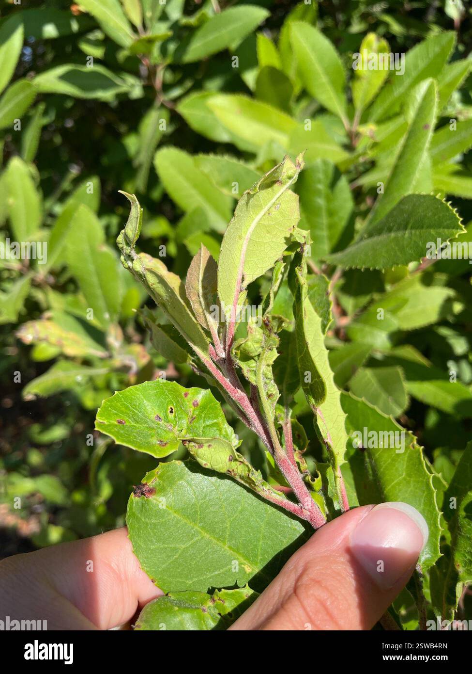 toyon gall thrips (Liothrips ilex), Insecta, East San Jose, San Jose ...