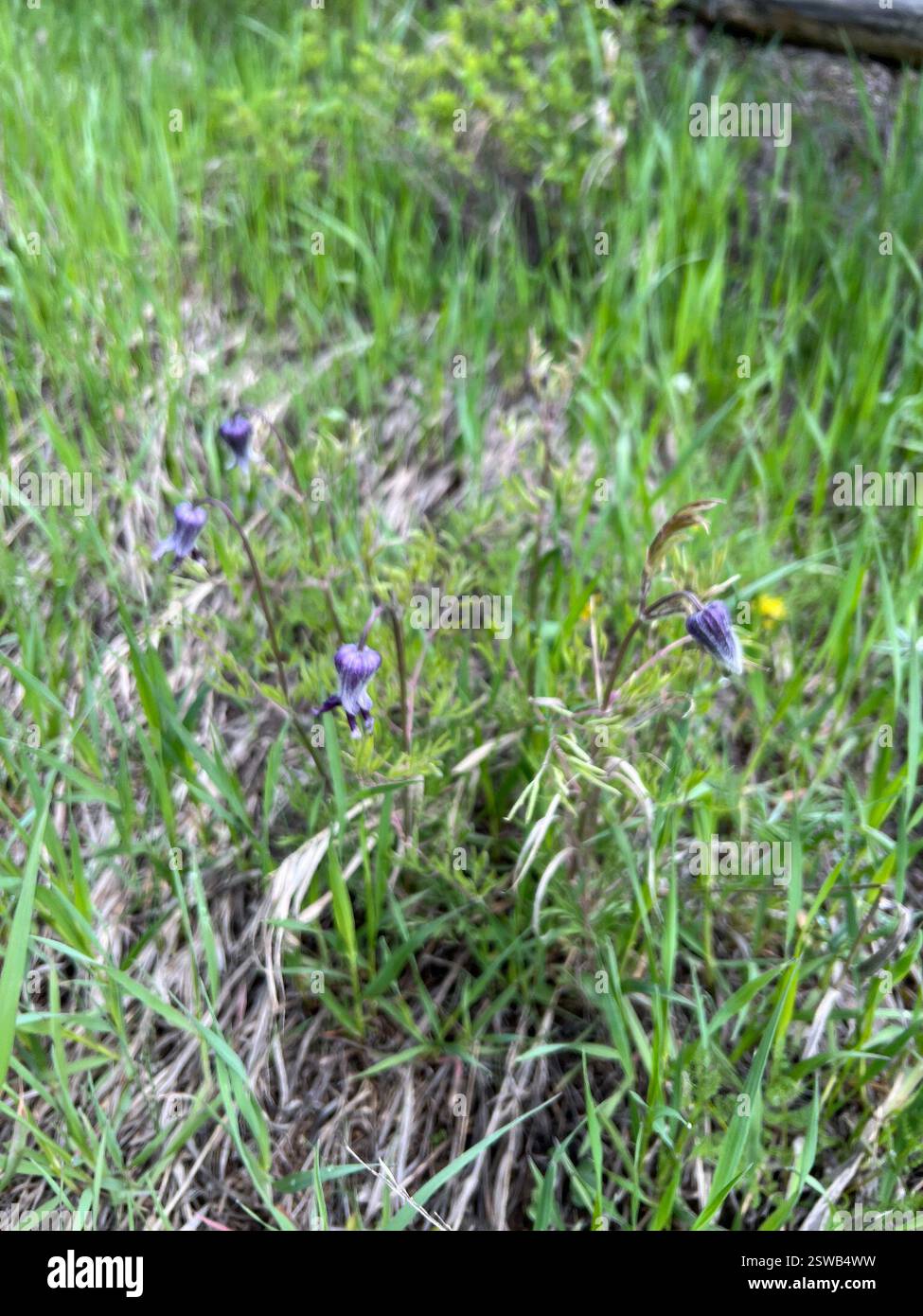 hairy clematis (Clematis hirsutissima), Plantae, Ashley National Forest ...