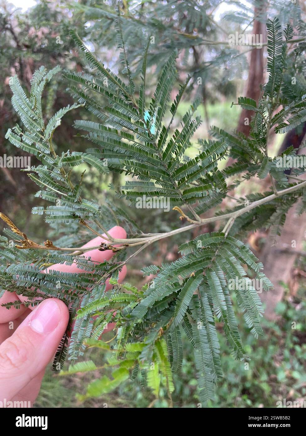 black wattle (Acacia mearnsii), Plantae, Koala Conservation Reserve ...