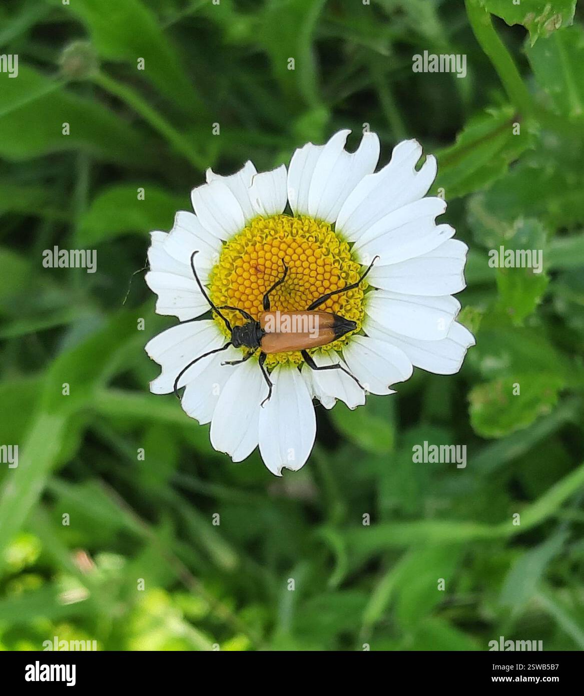 tawny longhorn beetle (Paracorymbia fulva), Insecta, Brescia, Lombardia ...