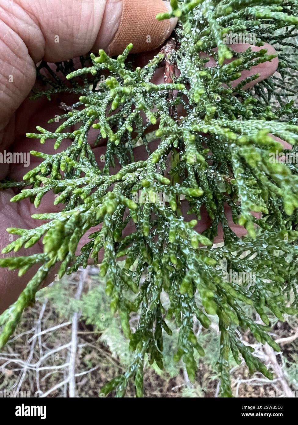 western juniper (Juniperus occidentalis), Plantae, Baker County, OR ...
