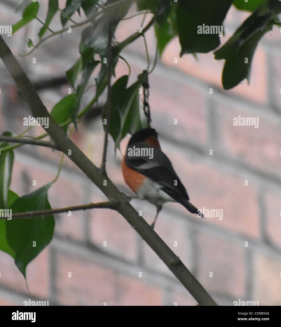 Eurasian Bullfinch (Pyrrhula pyrrhula), Aves, Meanwood, Leeds, UK Stock ...