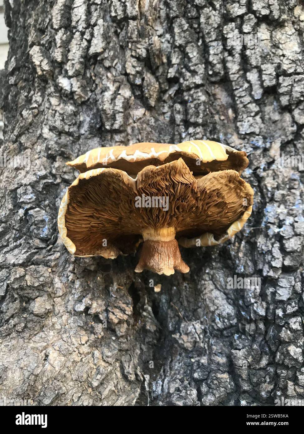 (Cyclocybe), Fungi, Parque Hipólito Yrigoyen, Rosario, Santa Fe, AR ...