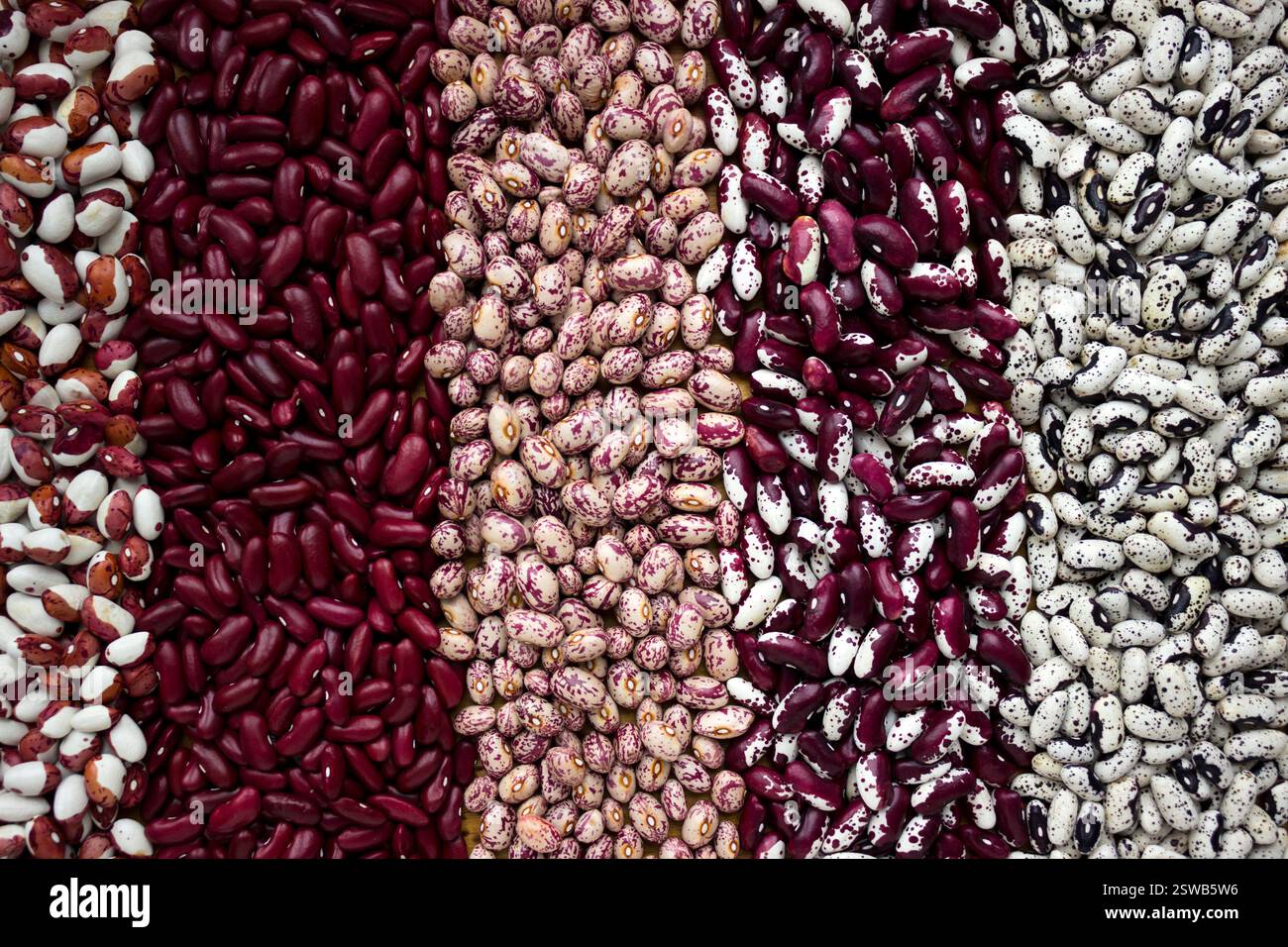 Different types of beans - kidney, variegated beans, anasazi ...