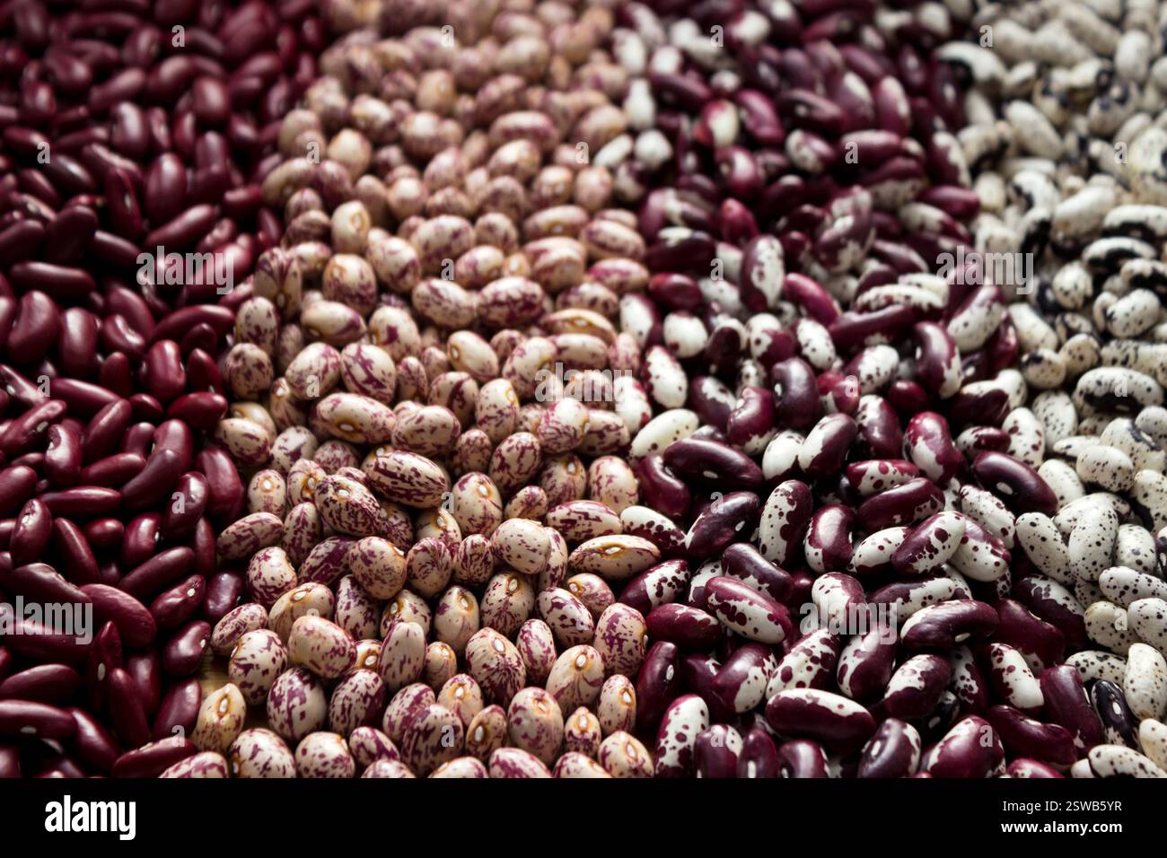 Different types of beans - kidney, variegated beans, anasazi ...