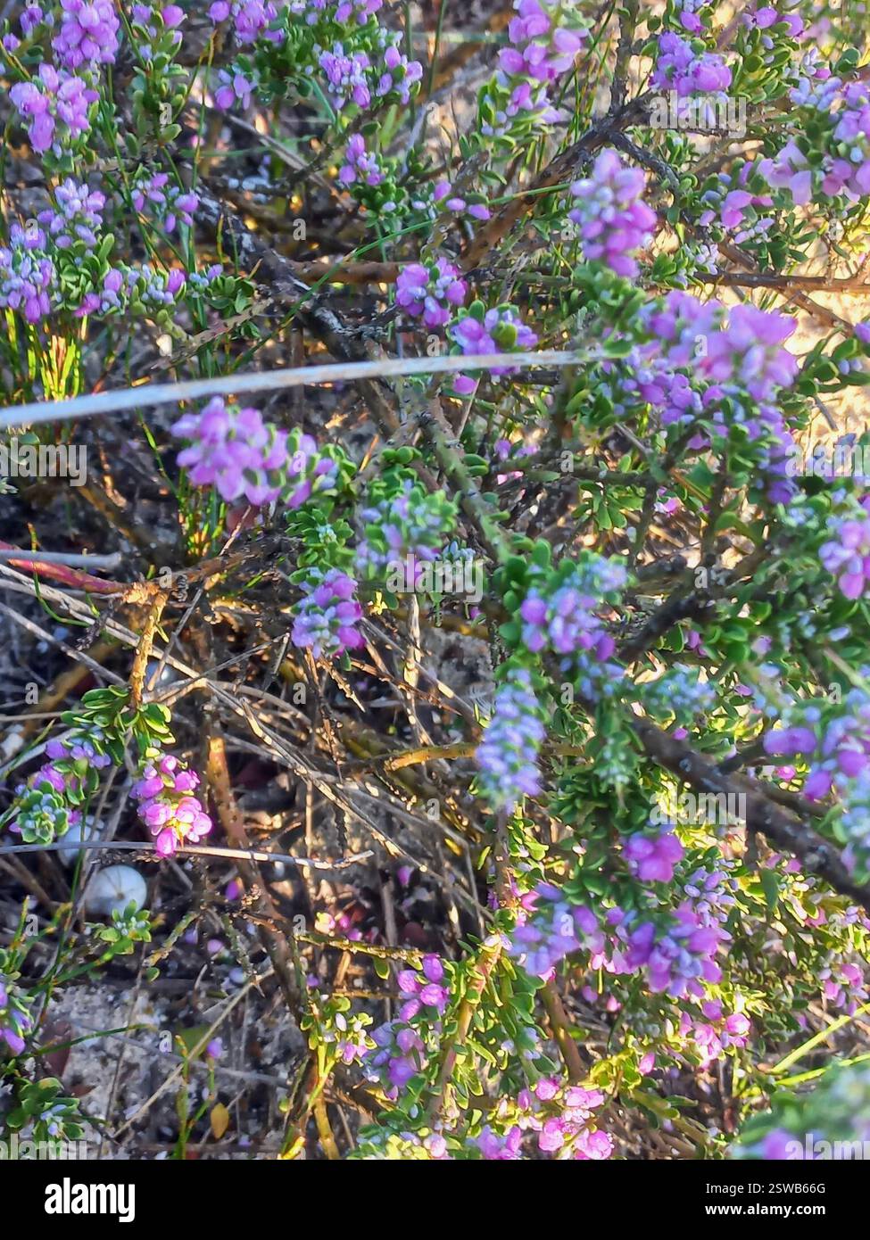 tortoise berry (Muraltia spinosa), Plantae, Mitchells Plain, Cape Town ...