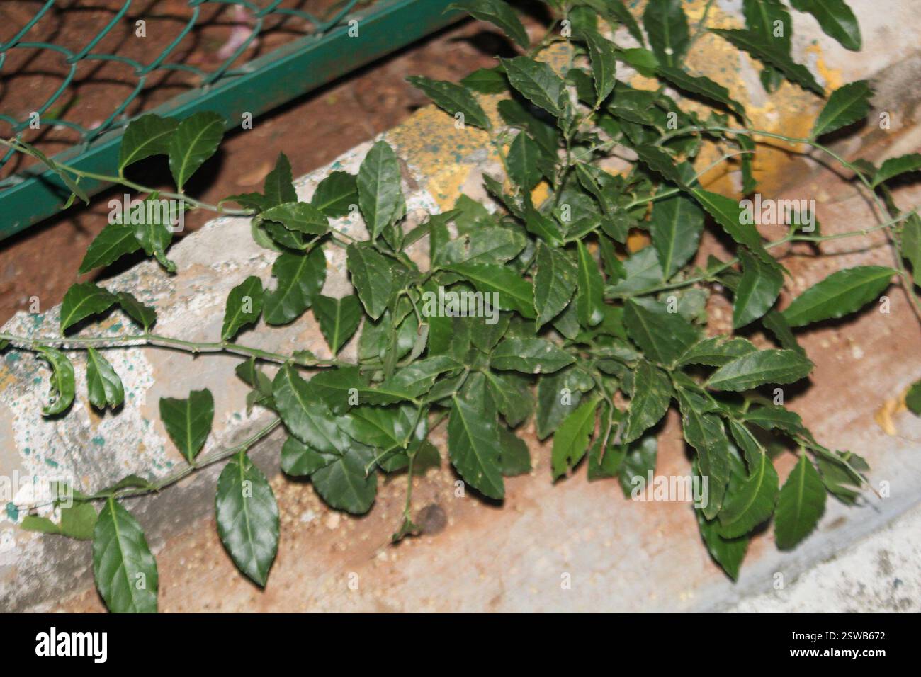 Indian caper (Capparis zeylanica), Plantae, 7MXF+H82, Chamundi Hill ...