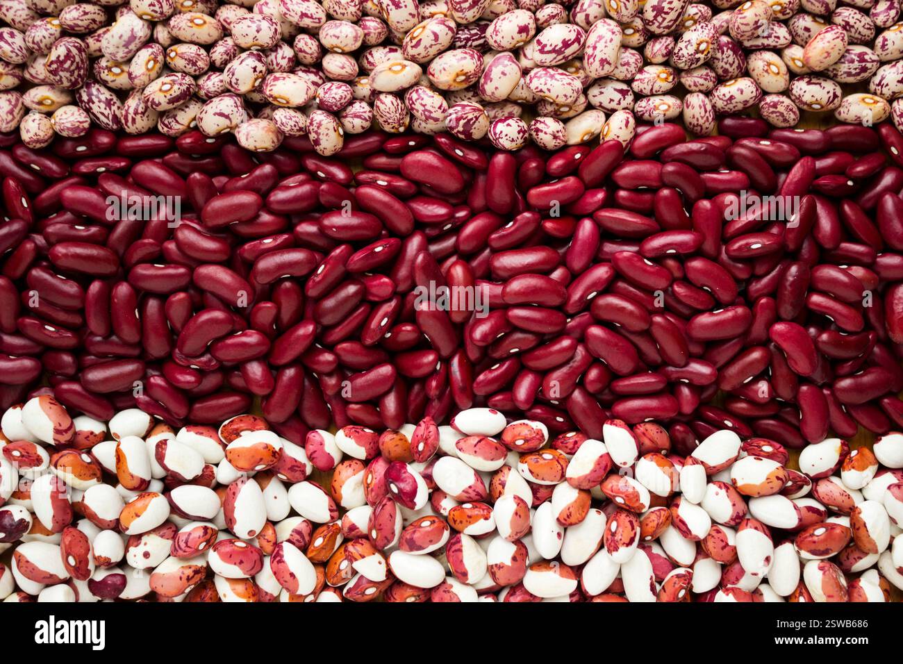 Different types of beans - kidney, variegated beans, anasazi ...