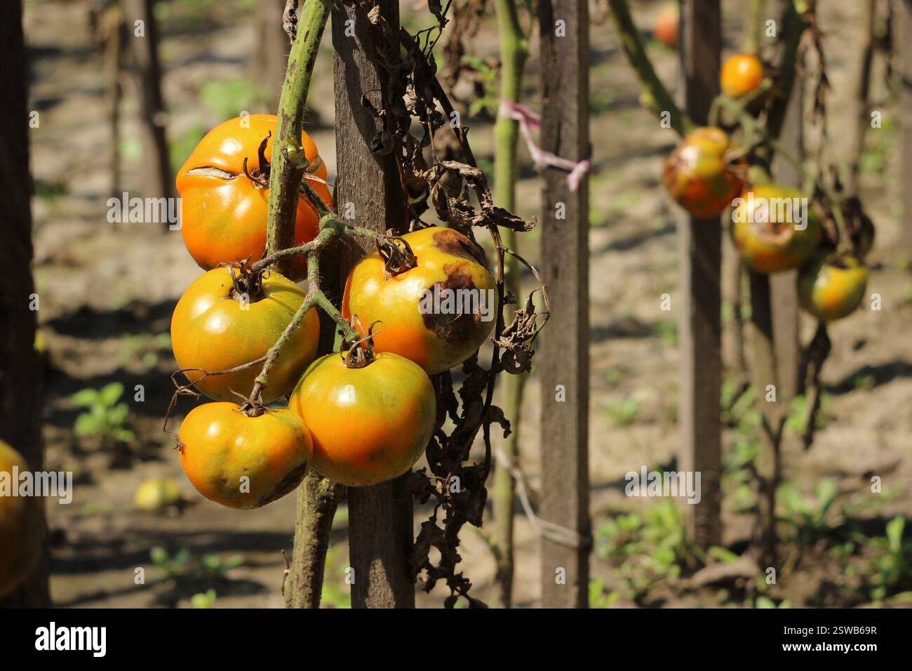 Sick tomatoes in the garden, the vegetables infected with late blight ...
