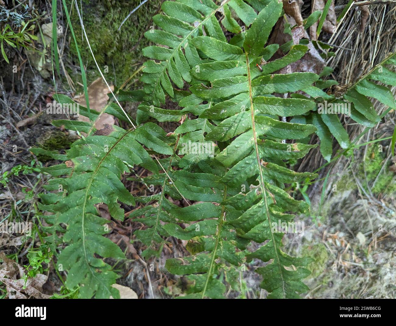 polypody ferns (Polypodium), Plantae, Santa Clara County, CA, USA Stock ...