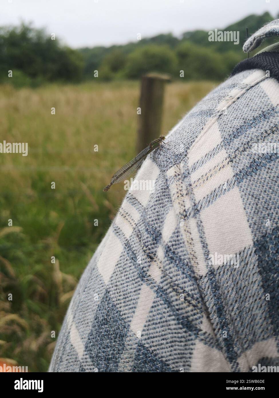 Common Blue Damselfly (Enallagma cyathigerum), Insecta, Ribbleton ...