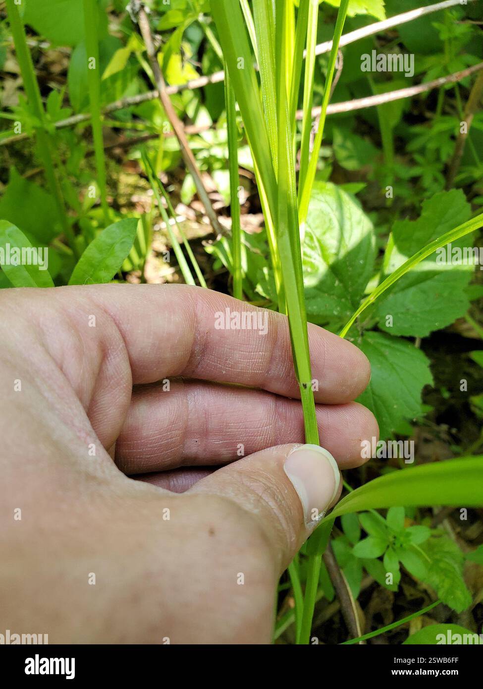 Greater Straw Sedge (Carex normalis), Plantae, Wisconsin, US Stock ...