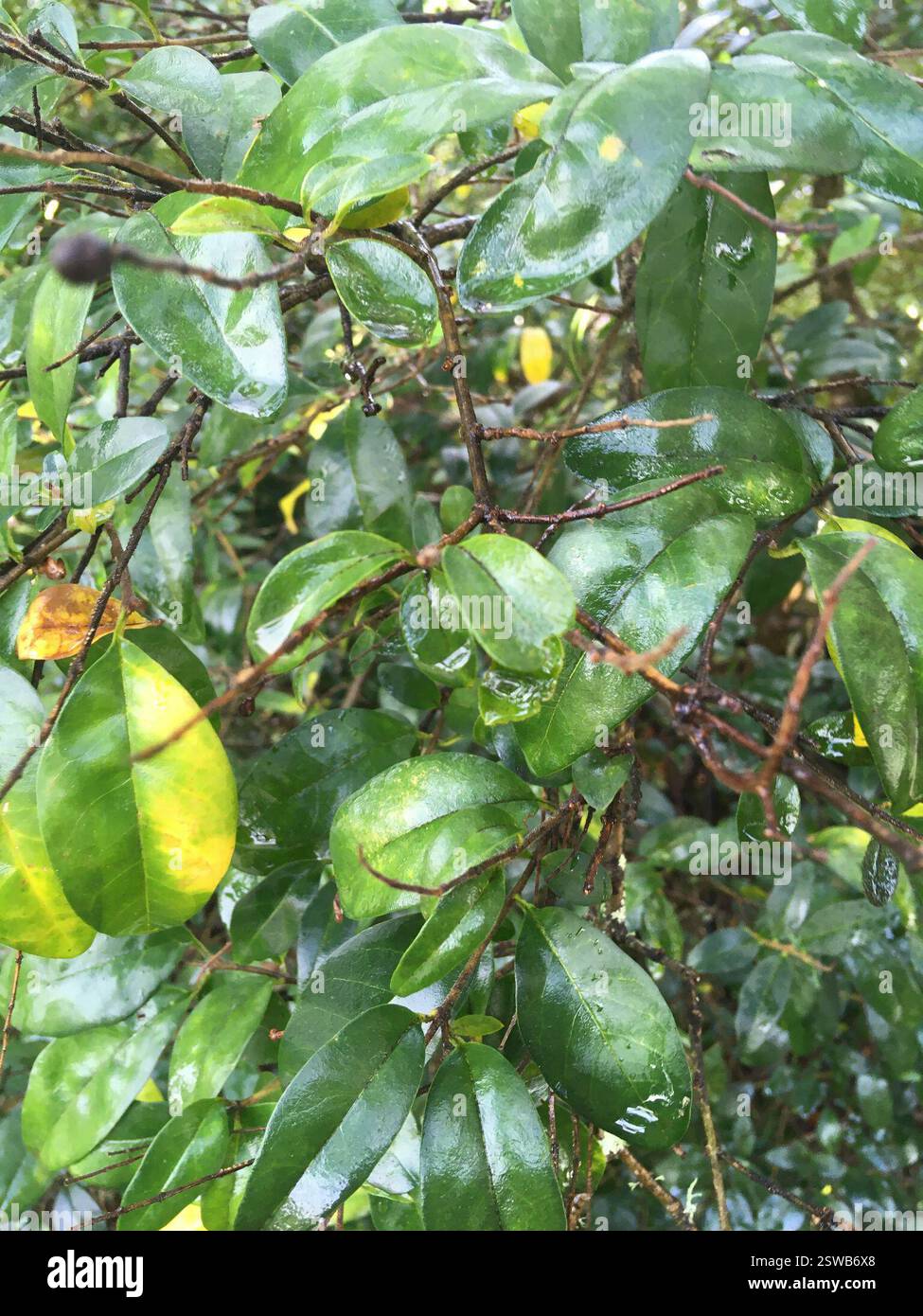 Chinese privet (Ligustrum sinense), Plantae, Greenhithe, North Auckland ...