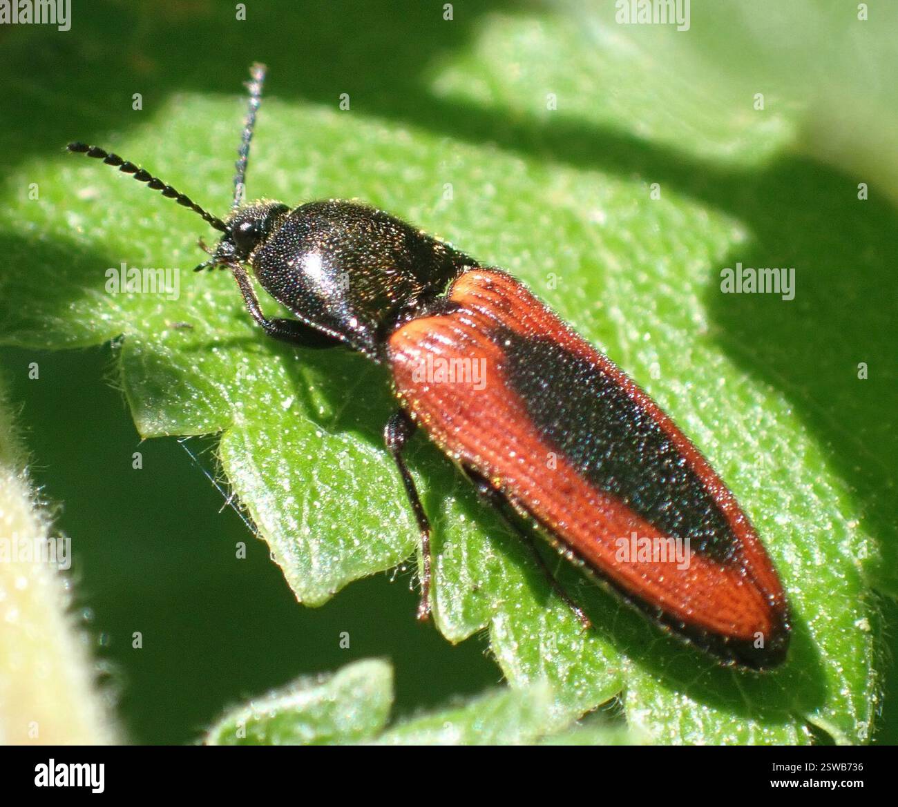 black-centered click beetle (Ampedus sanguinolentus), Insecta, De ...