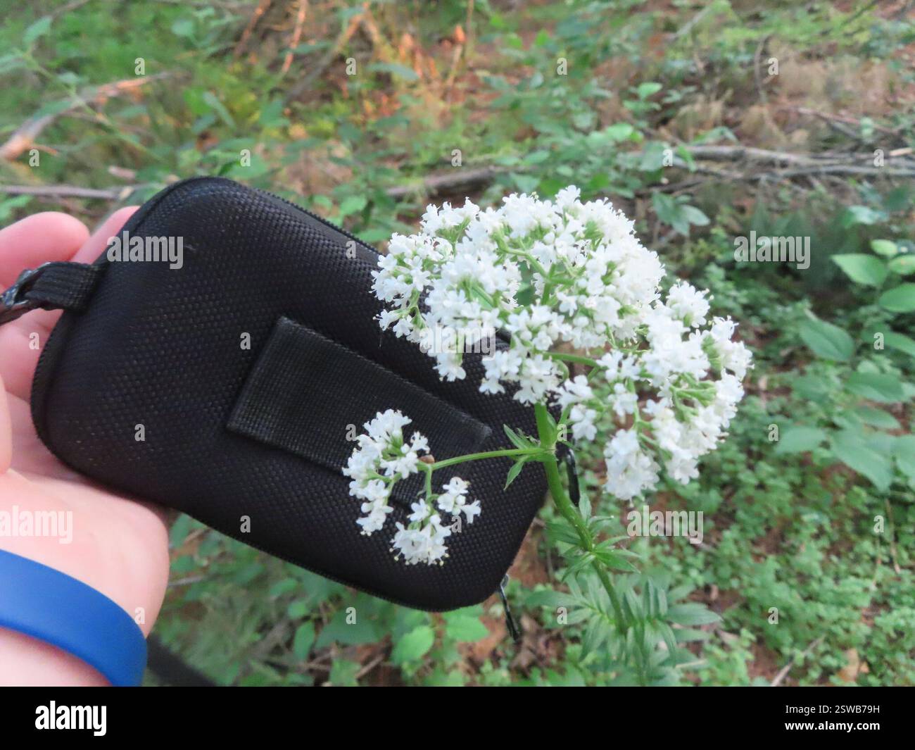 common valerian (Valeriana officinalis), Plantae, Waukesha County, WI ...