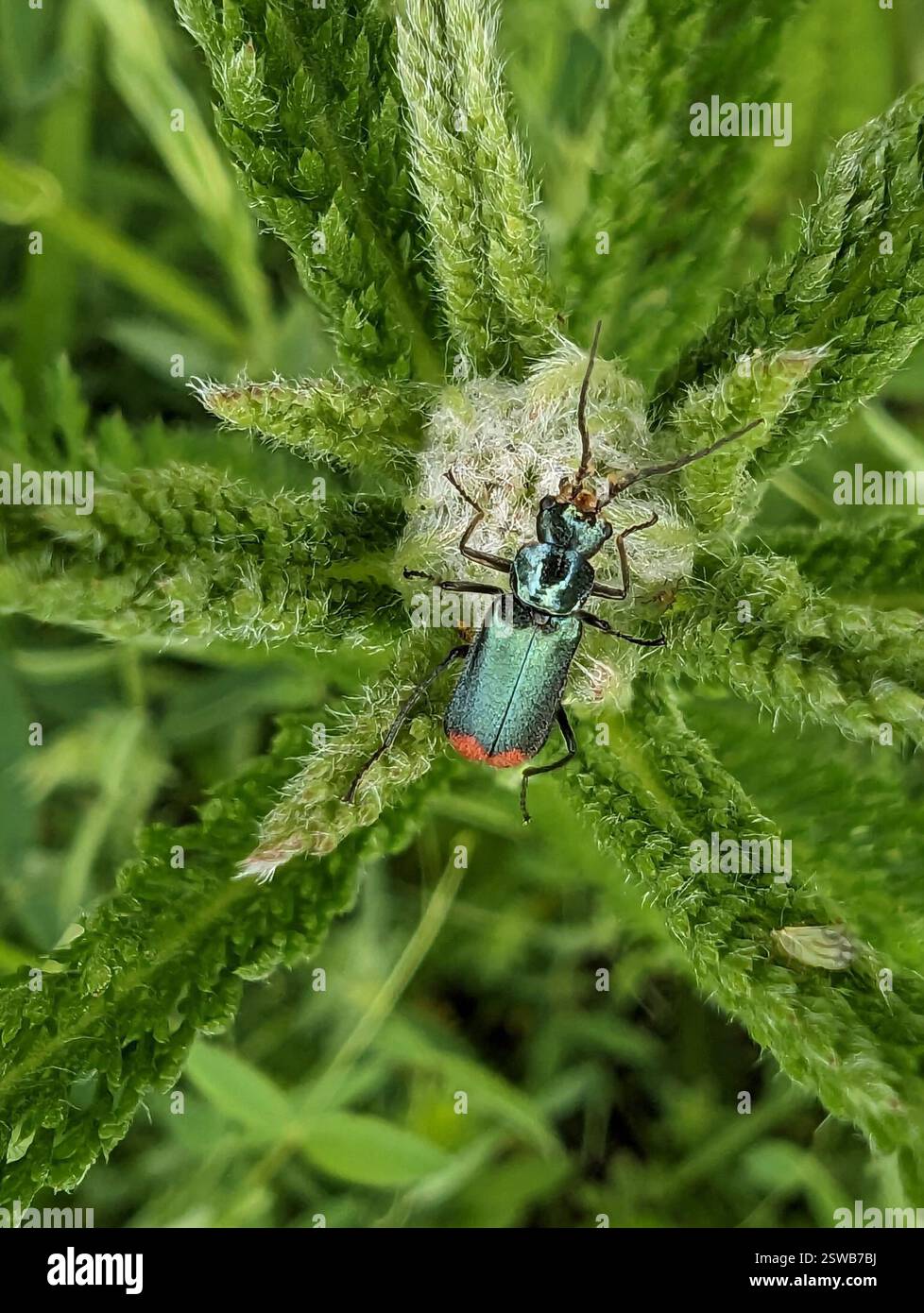 Common Malachite-beetle (Malachius bipustulatus), Insecta, Lingwood ...