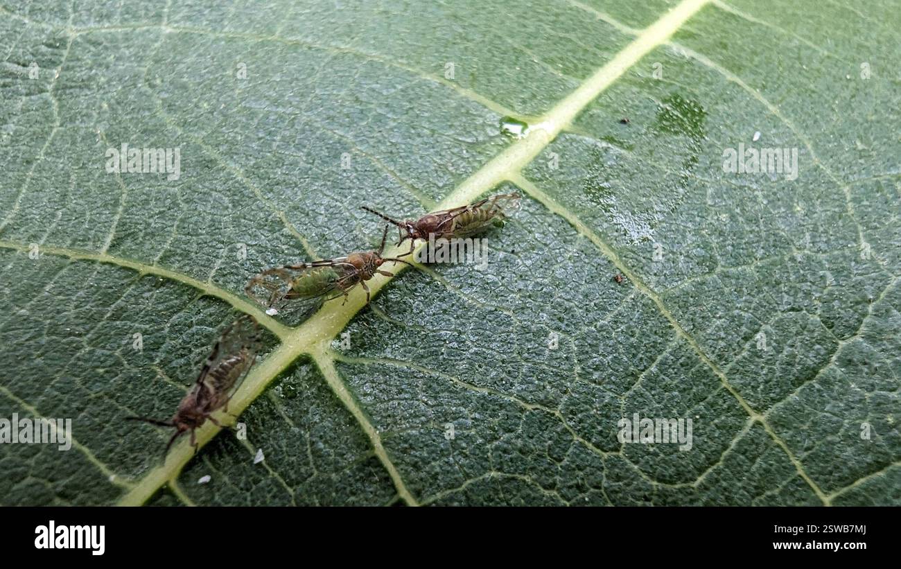 Mediterranean fig psyllid (Homotoma ficus), Insecta, Weissenbühl, Bern ...