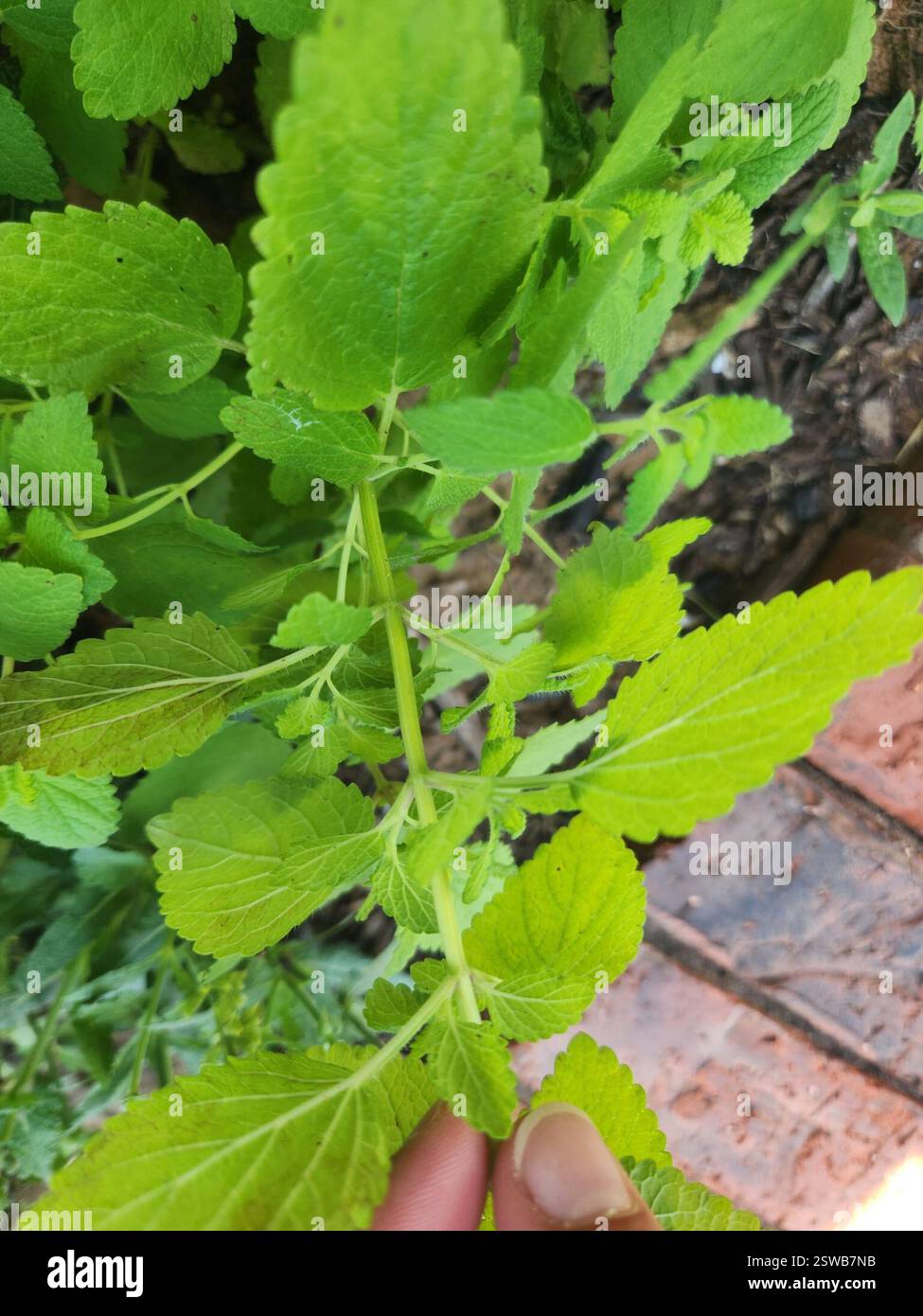 lemon balm (Melissa officinalis), Plantae, Oklahoma, US Stock Photo - Alamy