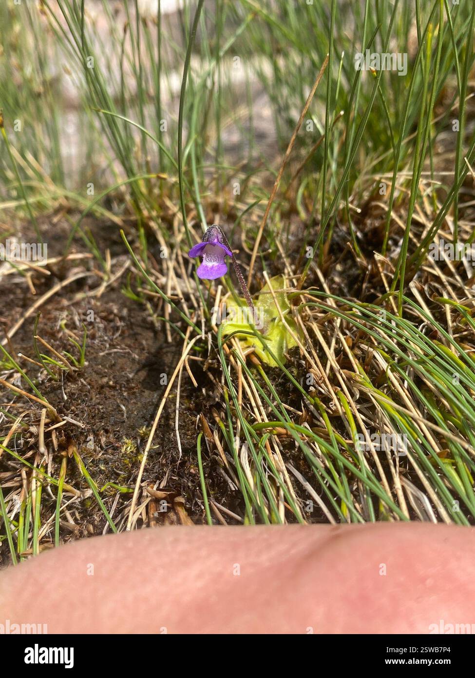 Common Butterwort (Pinguicula vulgaris), Plantae, Minnesota, US Stock ...