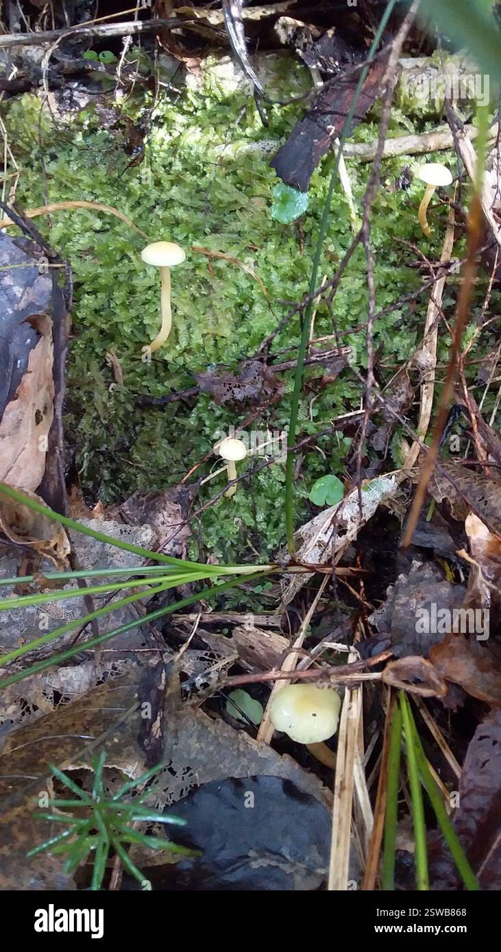 (Cuphophyllus salmonipes), Fungi, The Brook, Nelson, New Zealand, Pale ...