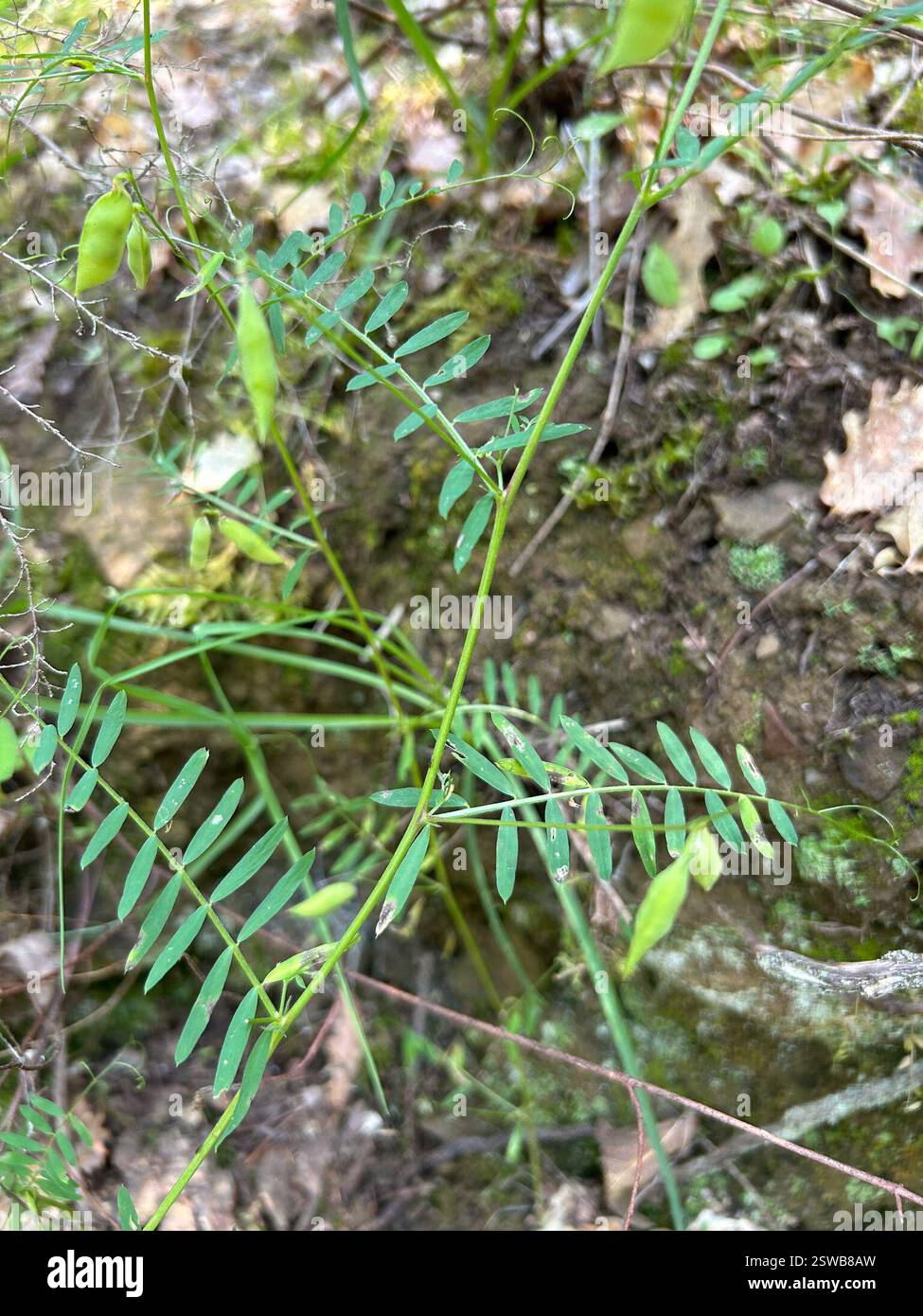 Vetches (Vicia), Plantae, Bucine, Toscana, IT Stock Photo - Alamy