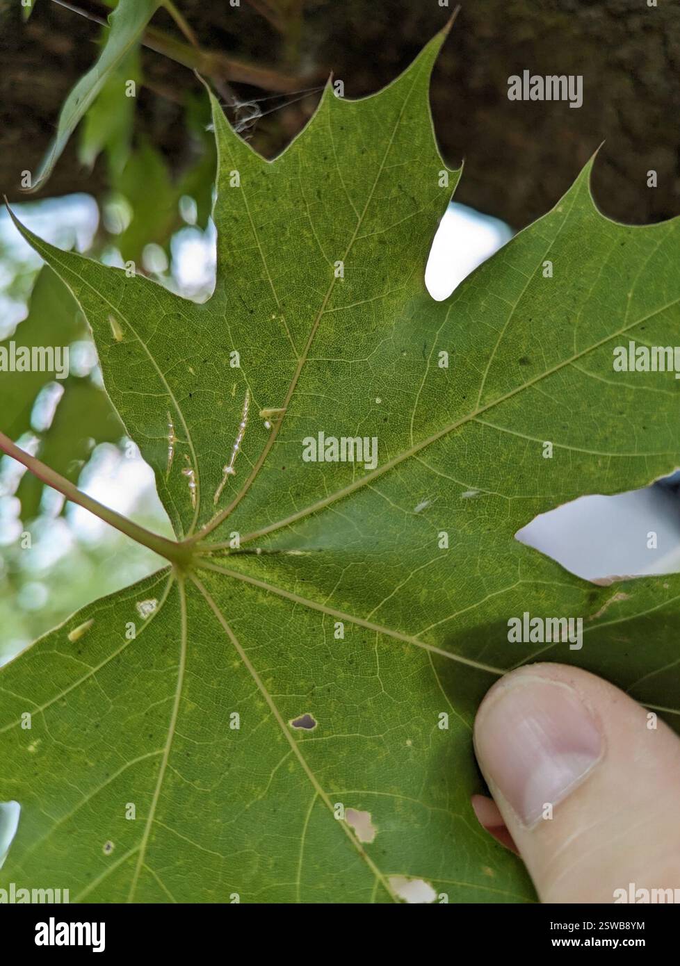 (Alebra), Insecta, State/MLK @ Albany, Ithaca, NY 14850, USA, Multiple life stages, all on same ...