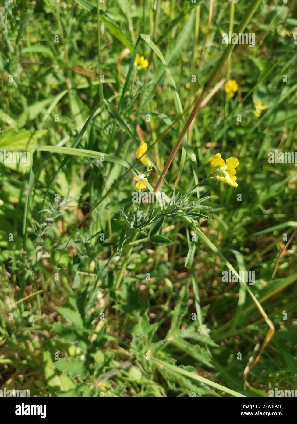 meadow pea (Lathyrus pratensis), Plantae, Joyce Terr - Deerness Vw ...