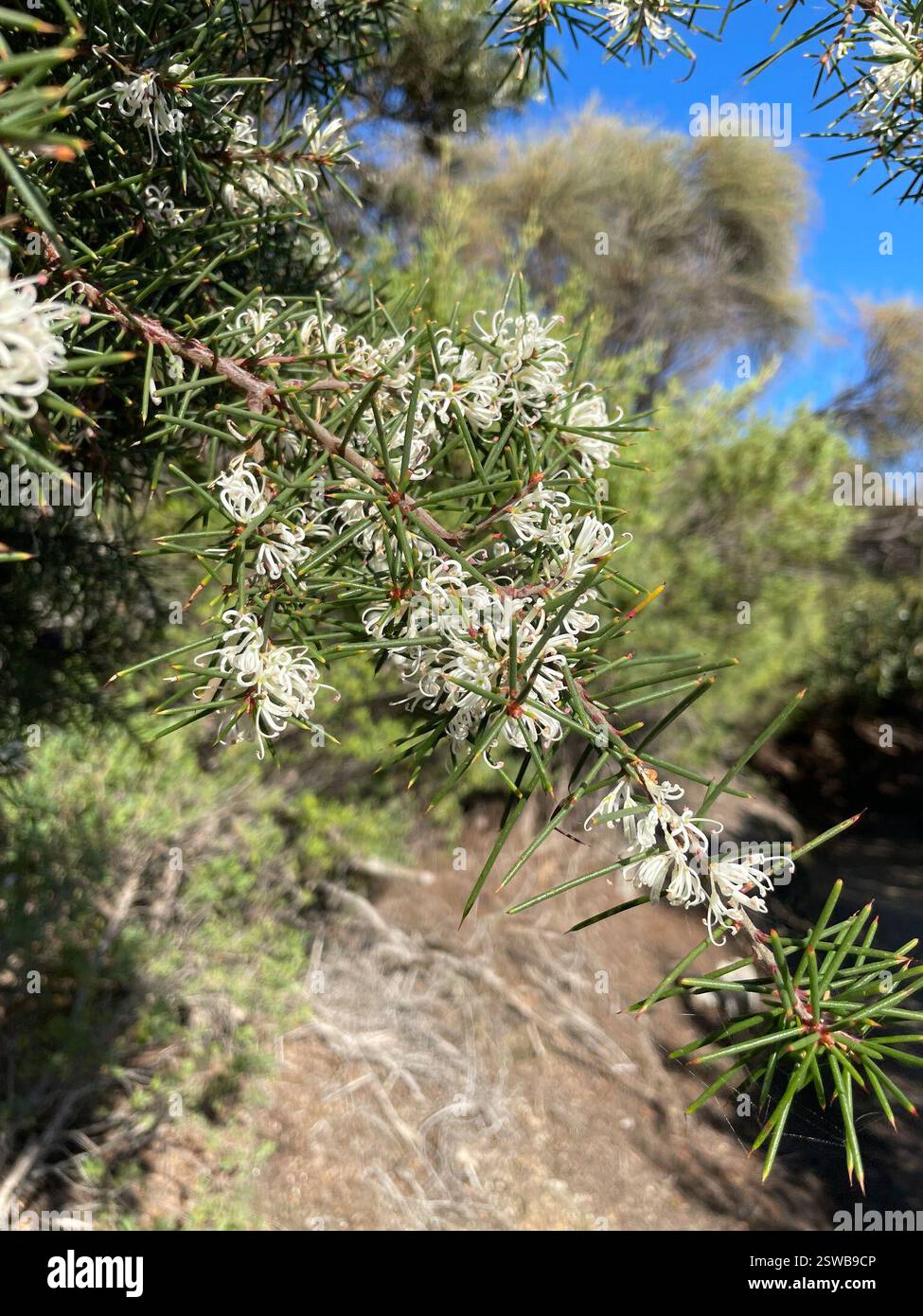 Bushy Needlewood (Hakea decurrens), Plantae, Wilsons Promontory ...