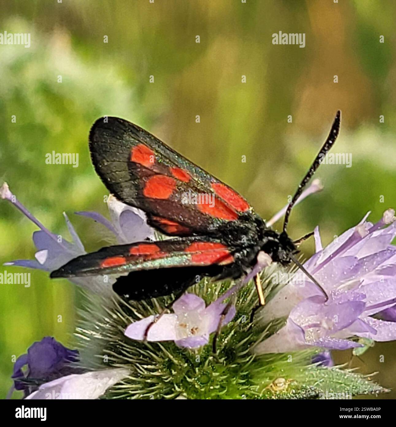 New Forest Burnet (Zygaena viciae), Insecta, 3450 Lillerød, Danmark ...