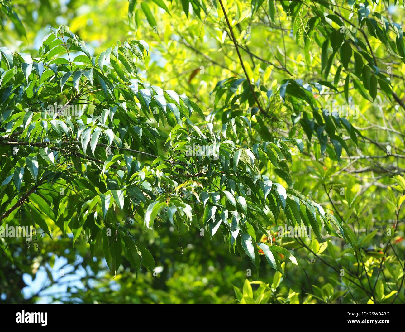 Japanese wax tree (Toxicodendron succedaneum), Plantae, 台灣新北市 Stock ...