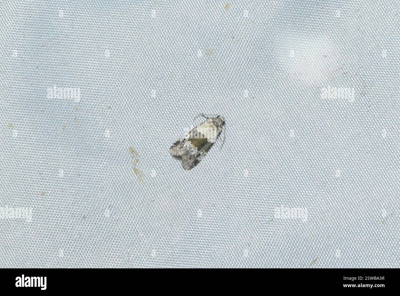 (Maliattha signifera), Insecta, 中国江西省上饶市婺源县 Stock Photo - Alamy