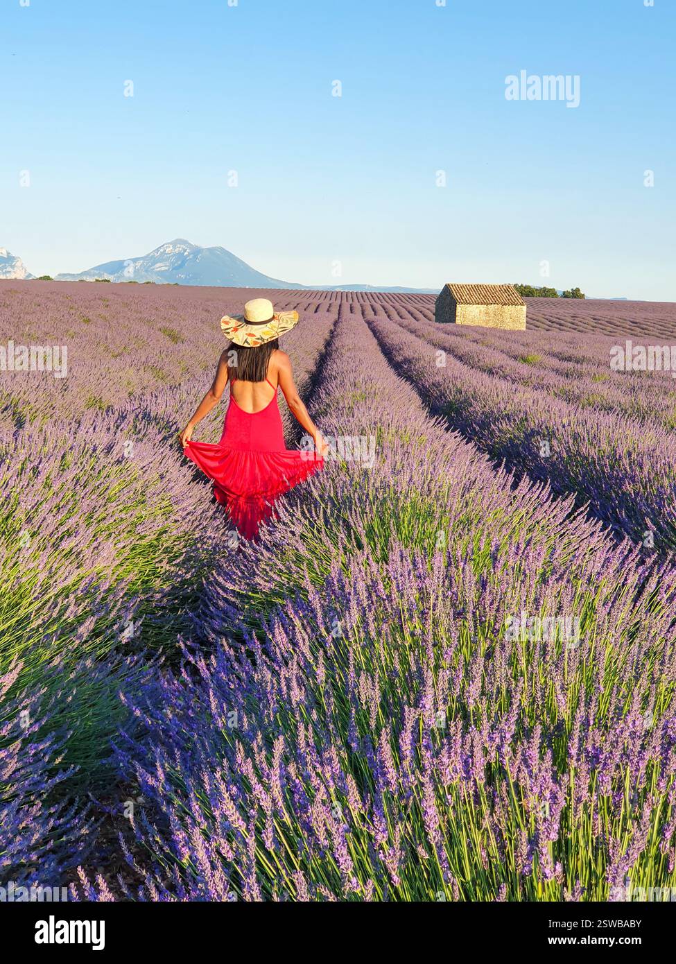 Lavender fields woman joy hi-res stock photography and images - Alamy