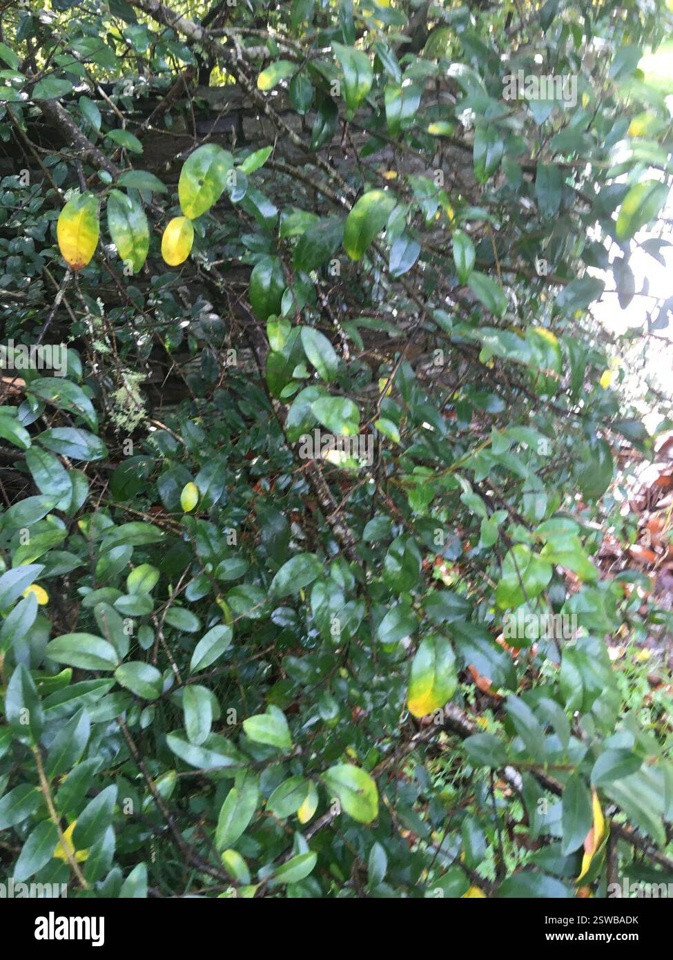 Chinese privet (Ligustrum sinense), Plantae, Greenhithe, North Auckland ...