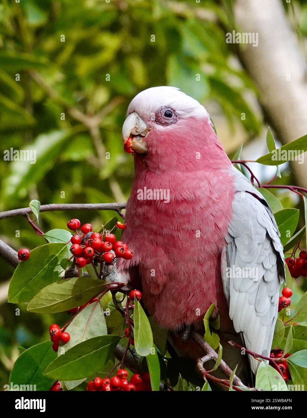Lisgoold hi-res stock photography and images - Alamy