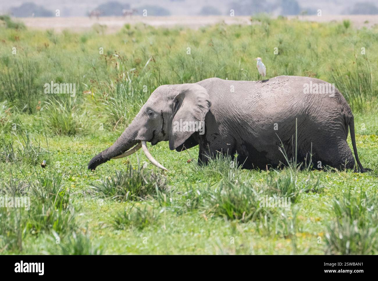 Female African elephant (Loxodonta africana), this is an adult cow with ...