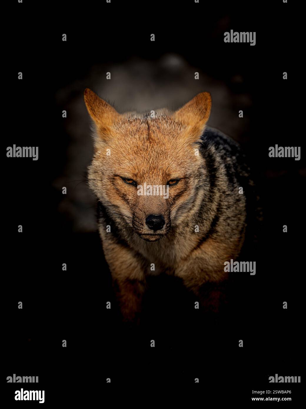 A culpeo fox emerges from the shadows, bathed in golden dawn light. Its ...