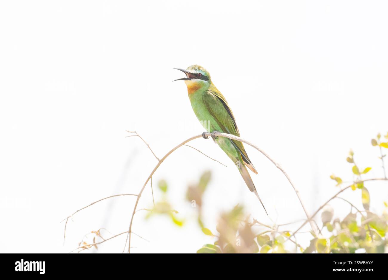 Blue-cheeked bee-eater (Merops persicus), a winter visitor to East ...