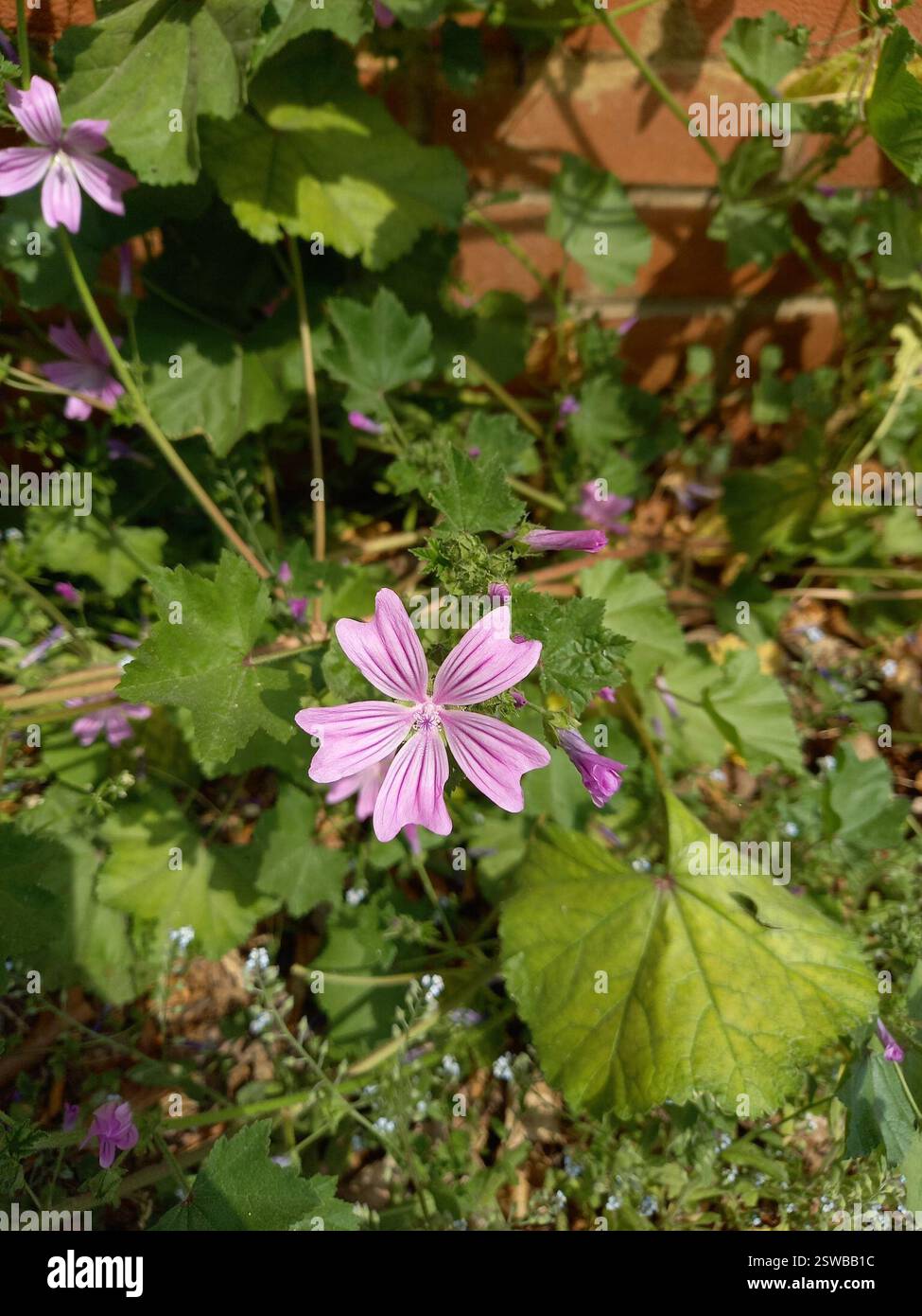 Common Mallow (Malva sylvestris), Plantae, Manor Farm Business Park ...
