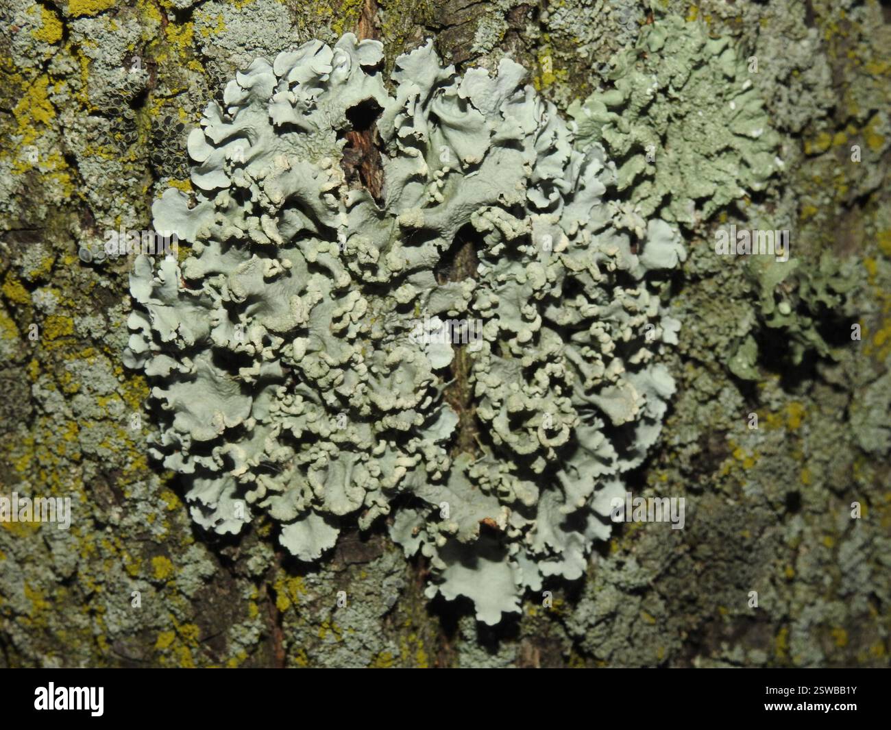 powdered ruffle lichen (Parmotrema hypotropum), Fungi, Washington Court ...