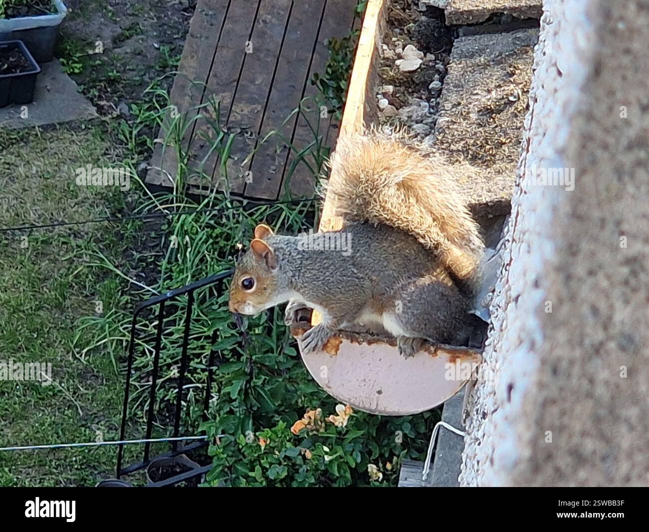 Eastern Gray Squirrel (Sciurus carolinensis), Mammalia, Oxgangs Green ...
