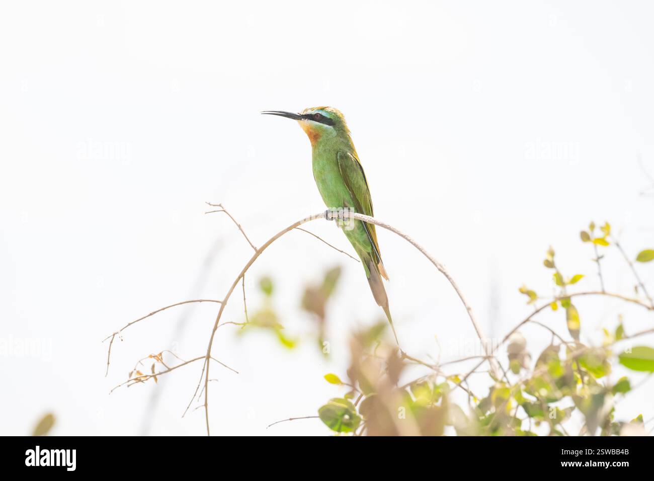 Blue-cheeked bee-eater (Merops persicus), a winter visitor to East ...