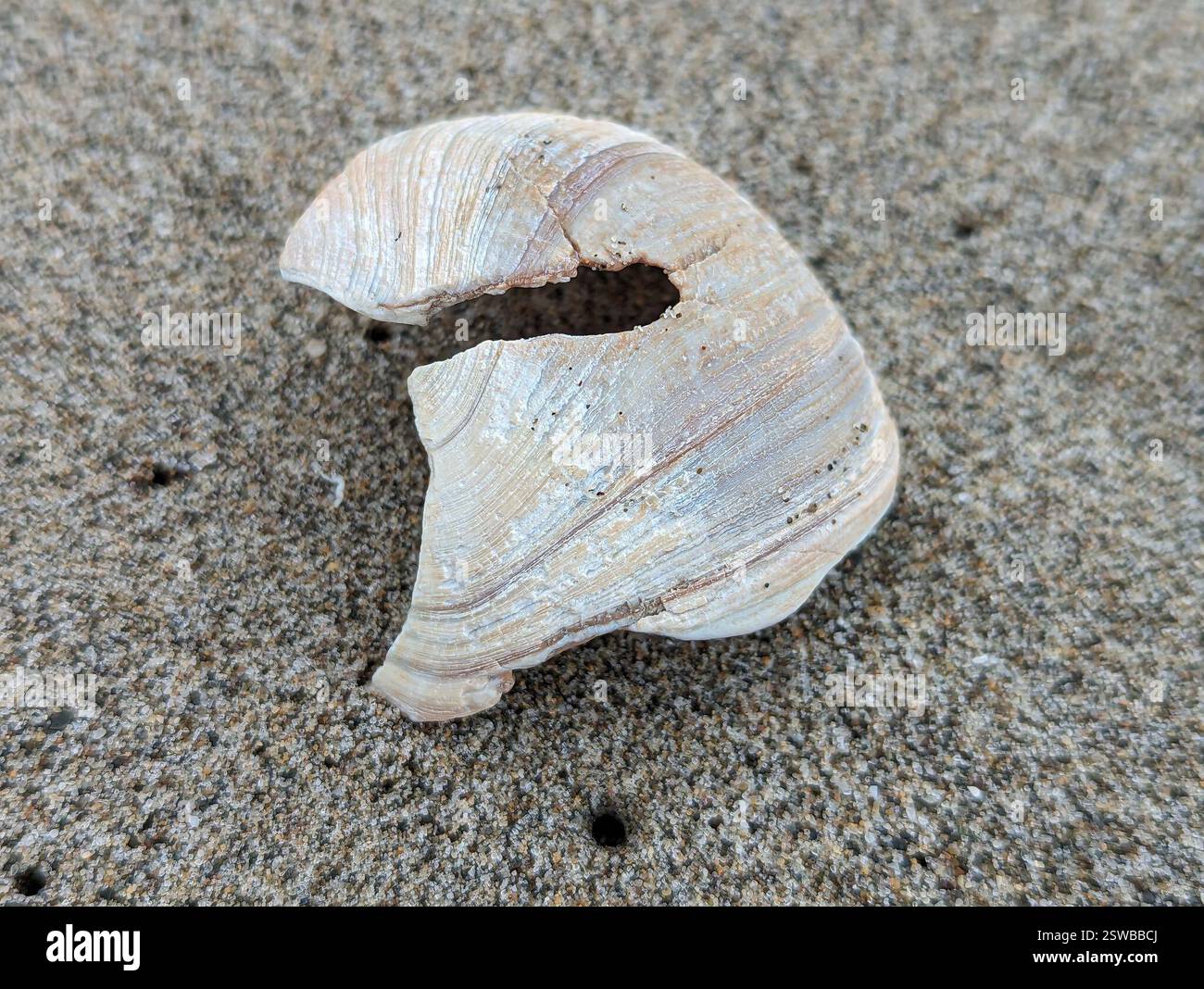 Bivalves (Bivalvia), Mollusca, Westlake, Daly City, CA, USA Stock Photo ...