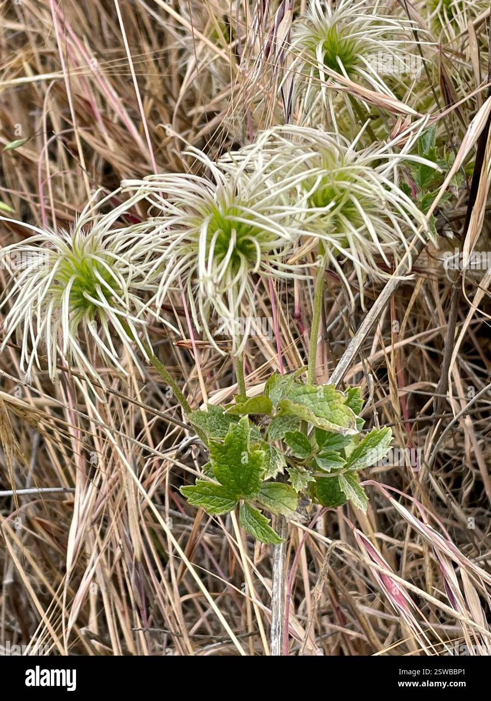 Pipestem Clematis (Clematis lasiantha), Plantae, Garrapata State Park ...