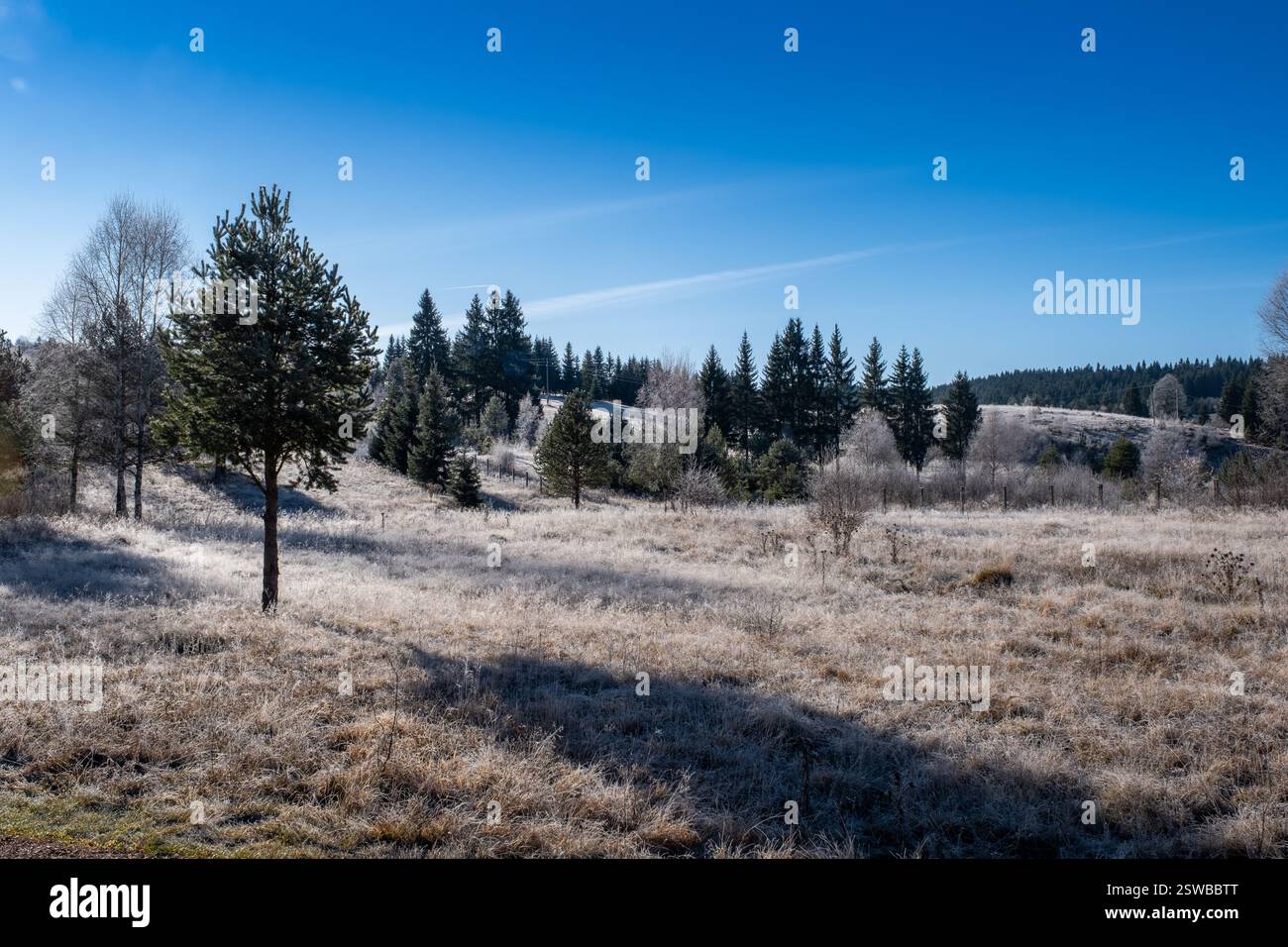 Frosty field and coniferous forest on a crisp winter morning Sunlight ...
