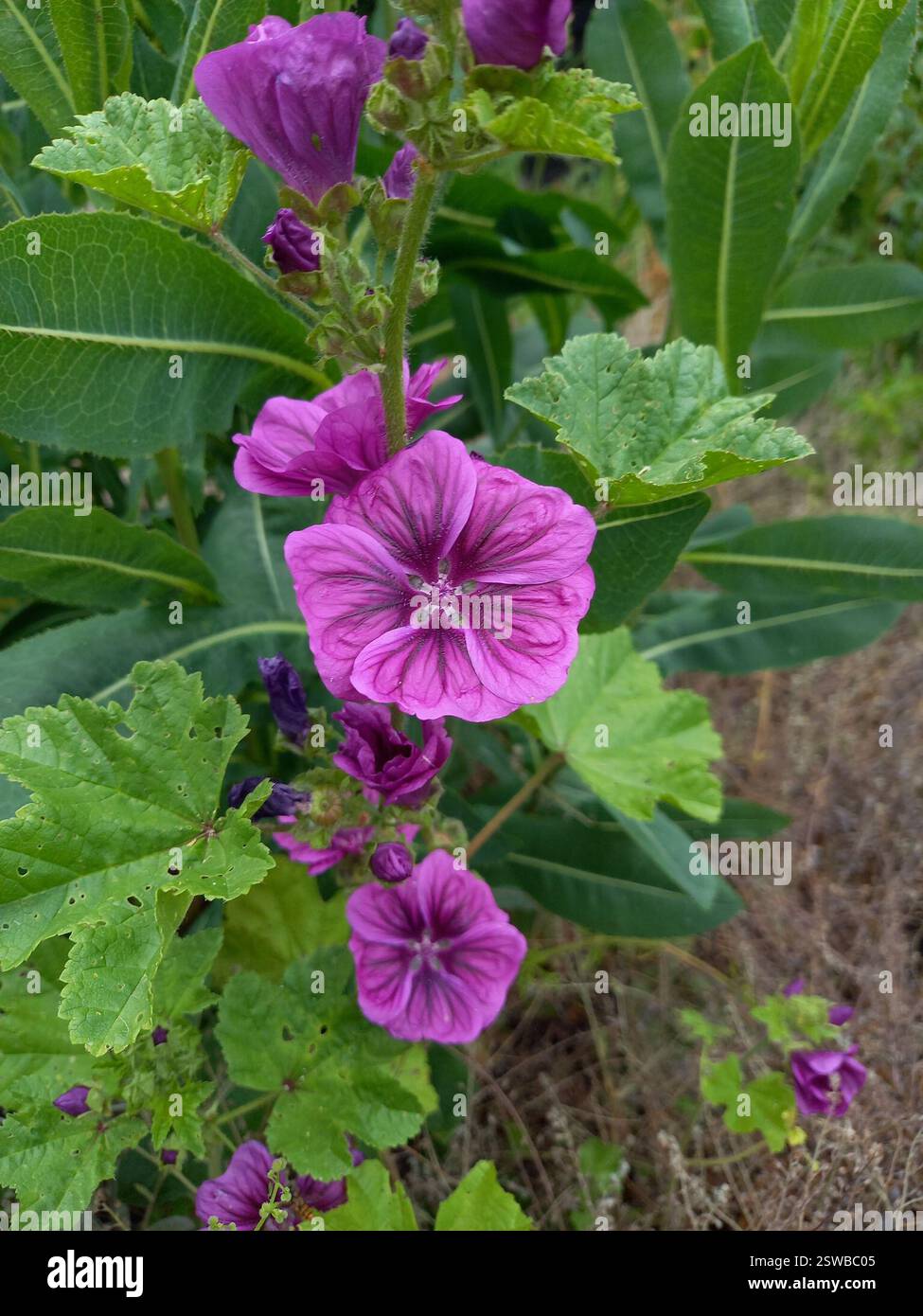 (Malva sylvestris mauritiana), Plantae, Manor Farm Business Park ...