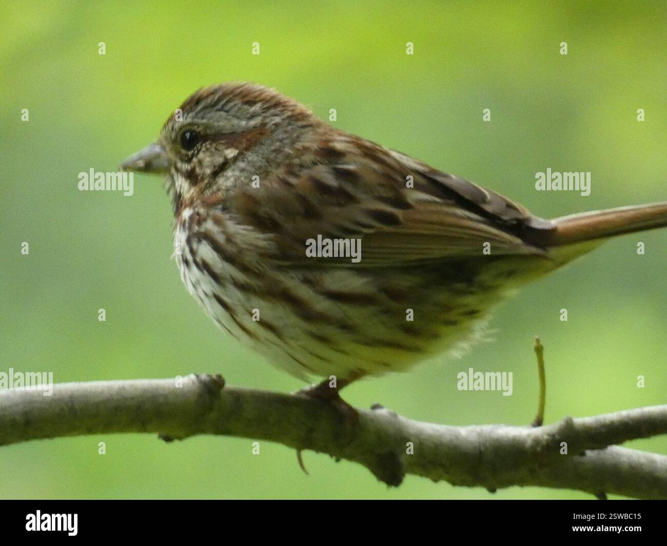 Song Sparrow (Melospiza melodia), Aves, Rockville Stock Photo - Alamy