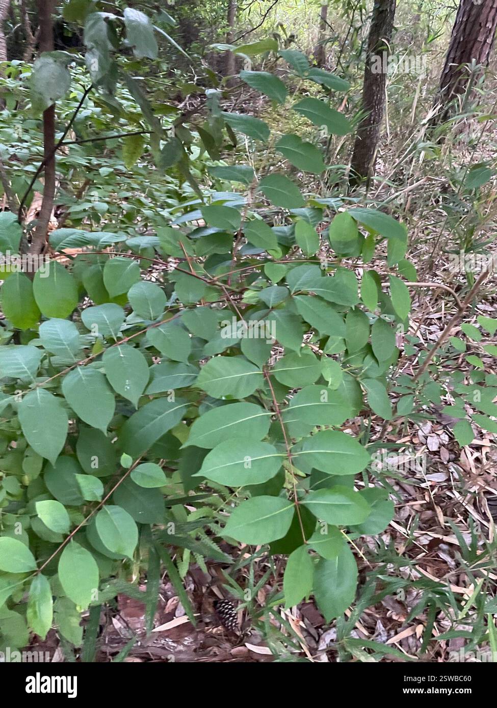 poison sumac (Toxicodendron vernix), Plantae, Mississippi, US Stock ...