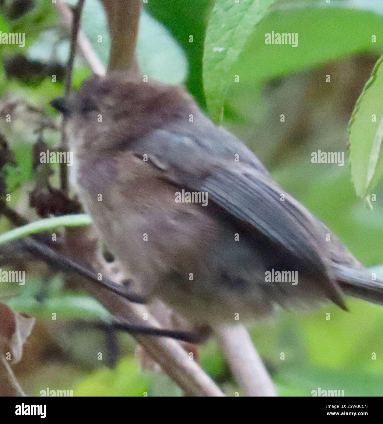 Bushtit (Psaltriparus minimus), Aves, Country Park Rd, Salinas, CA, US ...