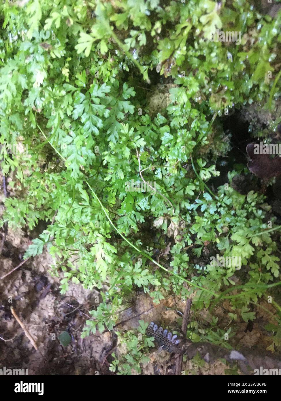 ferns (Polypodiopsida), Plantae, Kauri Park neighbourhood, Birkenhead ...