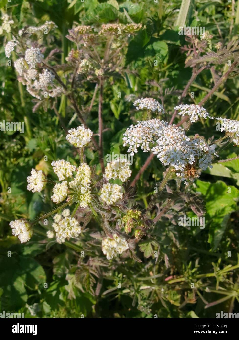 (Apioideae), Plantae, Crantock, Newquay TR8 5SA, UK Stock Photo - Alamy
